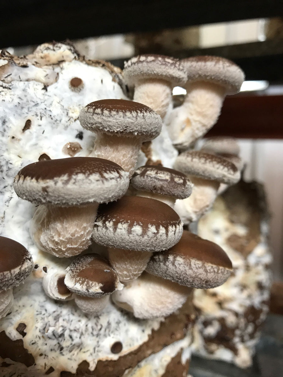 Organic Shiitake Powdered Mushroom | Touchwood Mushrooms